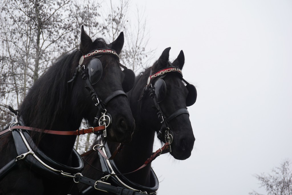 Friese paarden - KoetsenCentrale