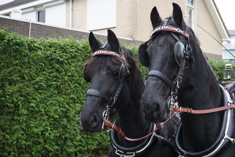 friese paarden - KoetsenCentrale